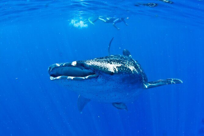 Whale Shark Experience from Playa del Carmen - FAQ
