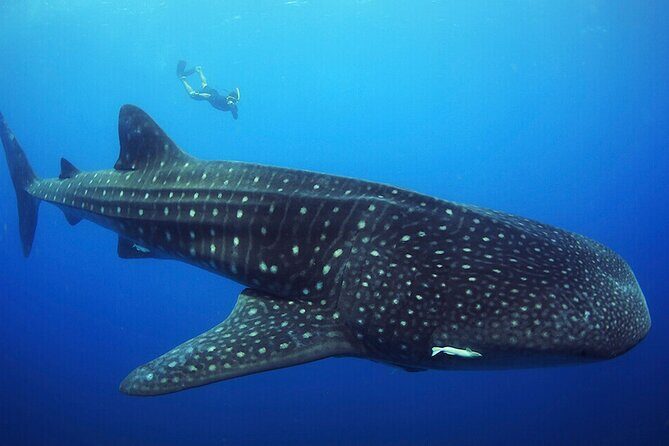Whale shark Experience in the Caribbean Sea from Playa del Carmen - The Transportation Experience