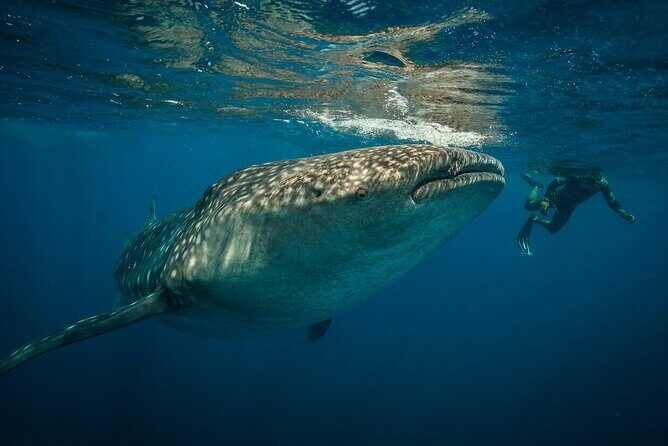 Whale shark Experience in the Caribbean Sea from Playa del Carmen - Price and Value Breakdown