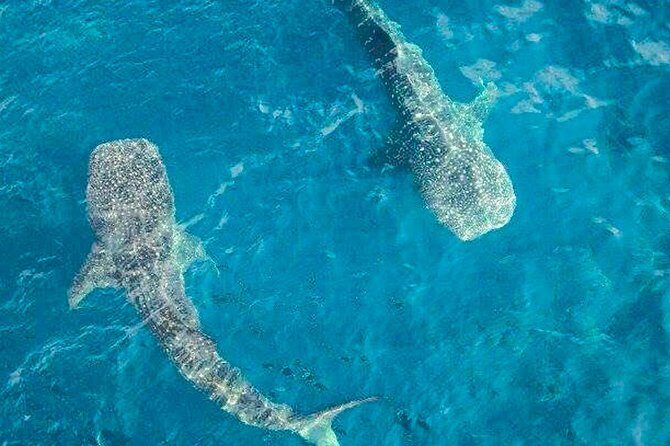 Whale shark Experience in the Caribbean Sea from Playa del Carmen - Who Should Consider This Tour?