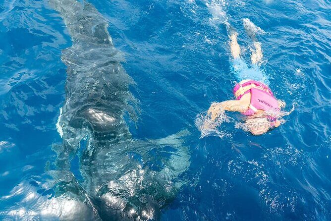 Whale shark Experience in the Caribbean Sea from Playa del Carmen - The Sum Up