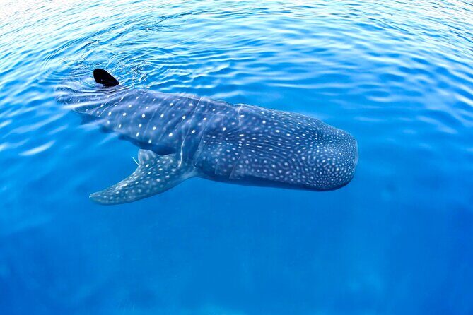 Whale Shark Experience Lifetime Memory in Cancun (snack included) - Introduction