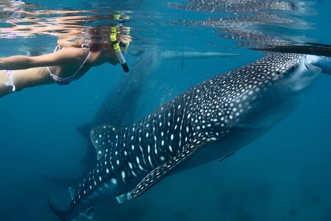 Whale Shark Experience Lifetime Memory in Cancun (snack included) - Key Points
