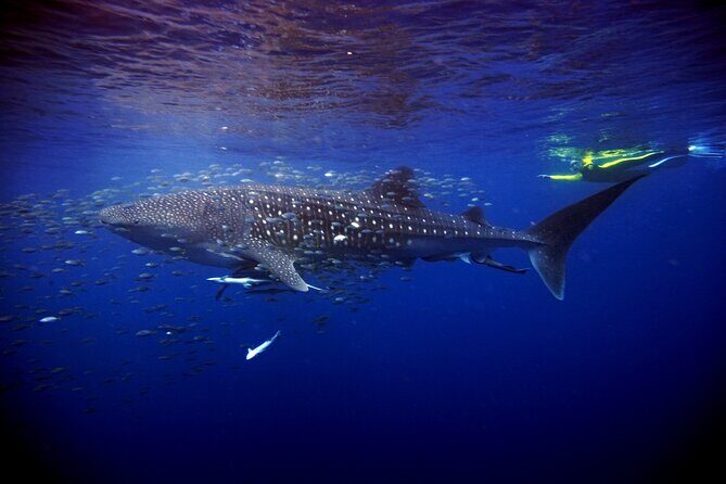 Whale Shark Experience Lifetime Memory in Cancun (snack included) - FAQs