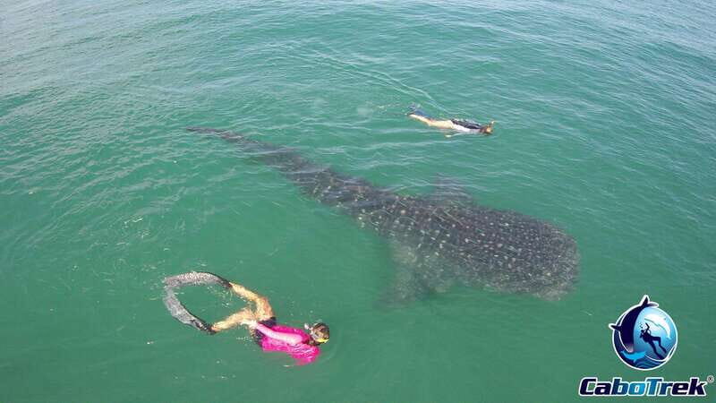 Whale Shark Experience - Exploring the Whale Shark Experience: What to Expect