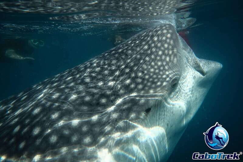 Whale Shark Experience - Who Will Love This Tour?