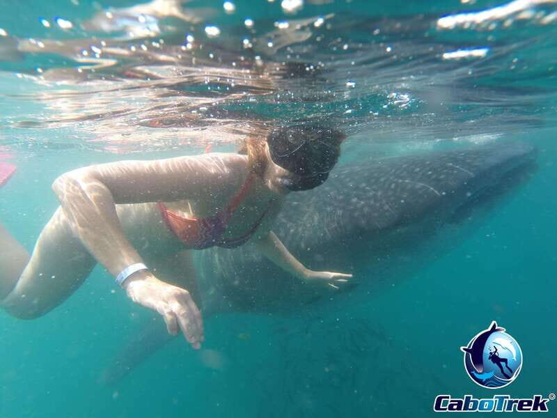 Whale Shark Experience - Final Thoughts: Is This Experience Worth It?