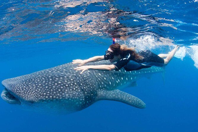 Whale Shark from Cancun, Riviera Maya and Tulum All Inclusive - What the Experience Entails: A Detailed Breakdown