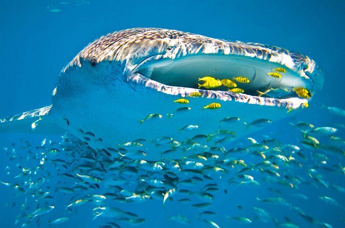 Whale Shark from Cancun, Riviera Maya and Tulum All Inclusive - Who Is This Tour Best For?