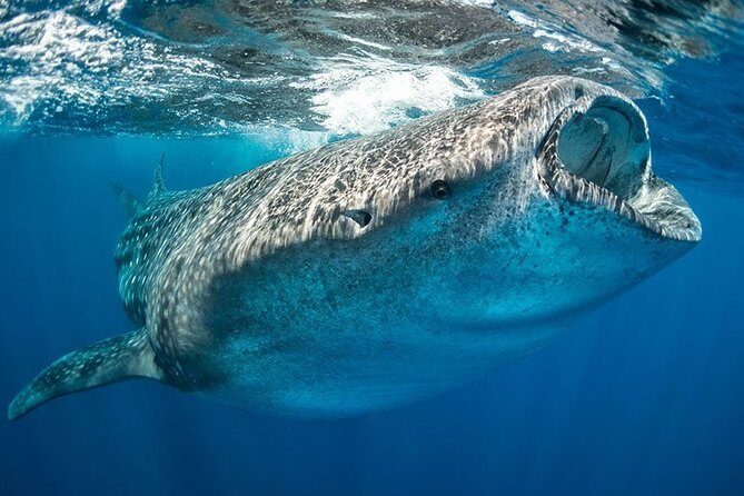 Whale Shark from Cancun, Riviera Maya and Tulum All Inclusive - Final Thoughts