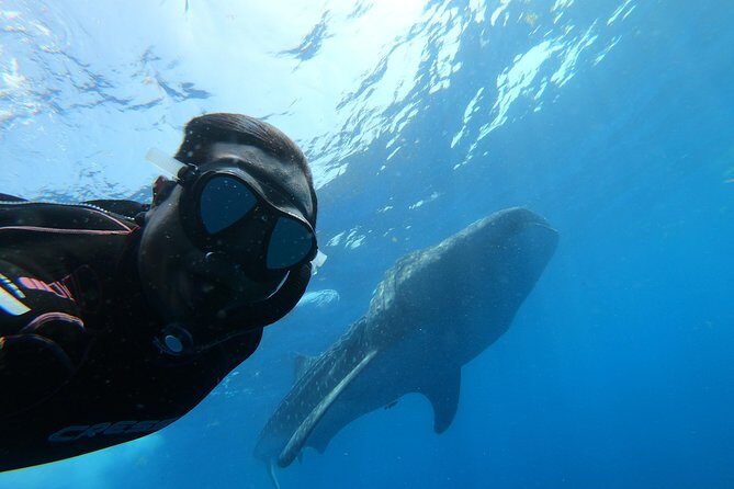 Whale Shark Group Adventure from Isla Holbox - The Whole Experience: From Meeting to Return