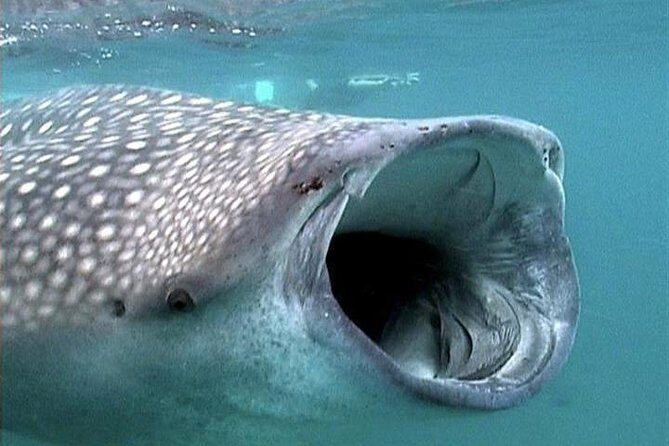 Whale Shark Group Adventure from Isla Holbox - Who Will Love This Tour?