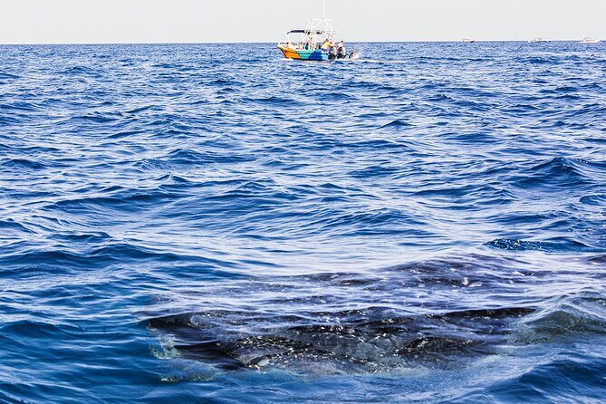 Whale Shark Group Adventure from Isla Holbox - Final Thoughts: Is This Tour Worth It?