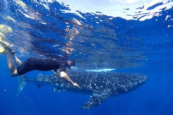 Whale Shark & Manta Ray Snorkel -(May-Sept) Only 10pp per Boat - Starting Point and Logistics