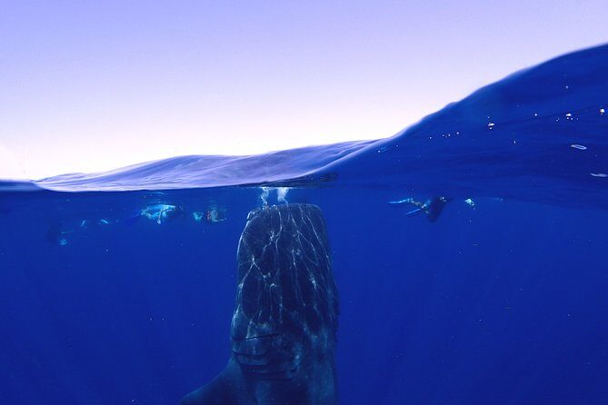 Whale Shark & Manta Ray Snorkel -(May-Sept) Only 10pp per Boat - The Search and Swim Experience