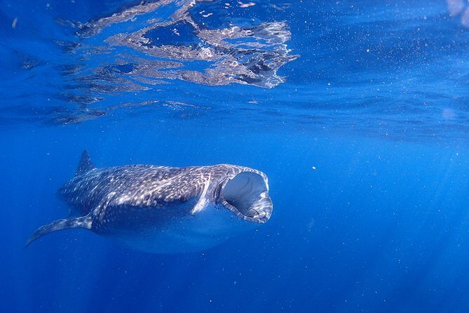 Whale Shark & Manta Ray Snorkel -(May-Sept) Only 10pp per Boat - The Post-Water Relaxation