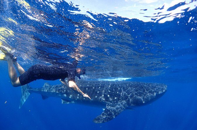 Whale Shark & Manta Ray Snorkel -(May-Sept) Only 10pp per Boat - Considerations and Tips