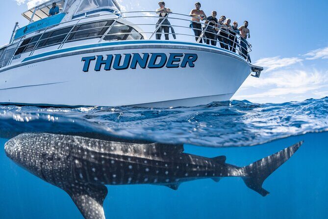 Whale Shark Safari - What to Expect from the Whale Shark Safari in Coral Bay