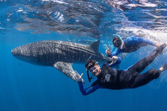 Whale Shark Safari - Practical Tips for Your Trip