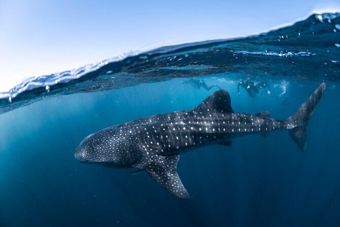 Whale Shark Safari - Who Will Love This Tour?