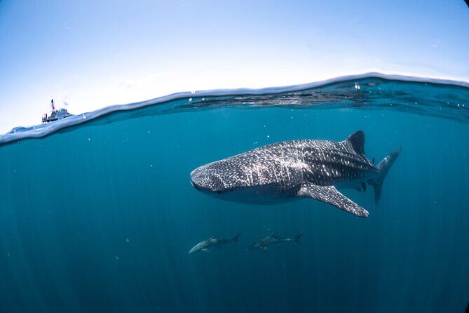Whale Shark Safari - FAQ