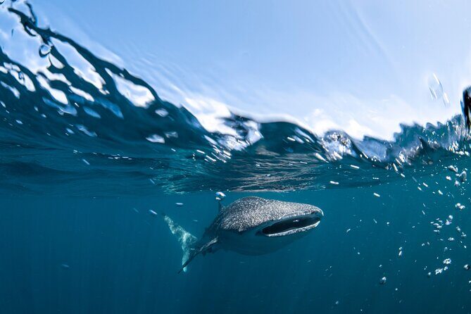Whale Shark Safari - Final Thoughts