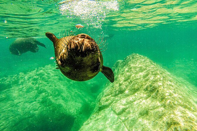 Whale Shark & Sea Lion Snorkeling Picnic at Espiritu Santo Island - An In-Depth Look at the Tour Experience