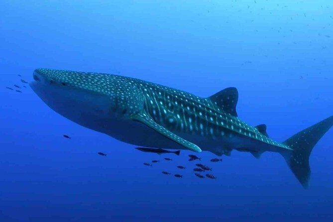 Whale Shark Snorkel Experience in Cancun (Snack Lunch included) - Authentic Reviews and Insights