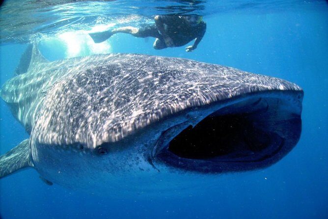 Whale Shark Snorkel Experience in Cancun (Snack Lunch included) - FAQ