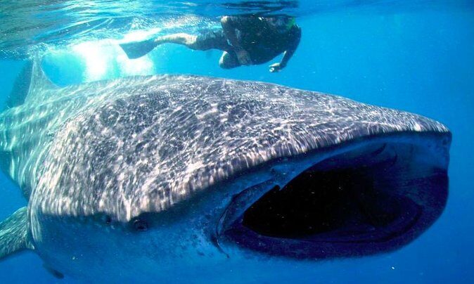 Whale Shark Snorkel Tour in Cancun (Snack Lunch included) - An Overview of the Tour Experience