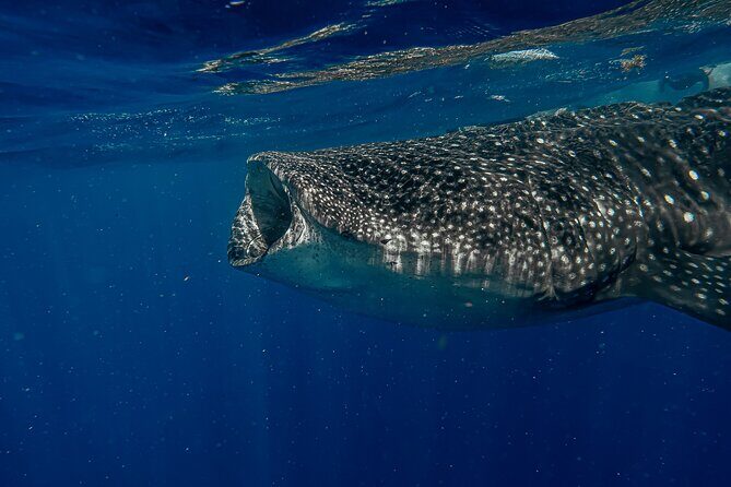 Whale Shark Snorkeling Adventure with Lunch - What to Pack and Prepare