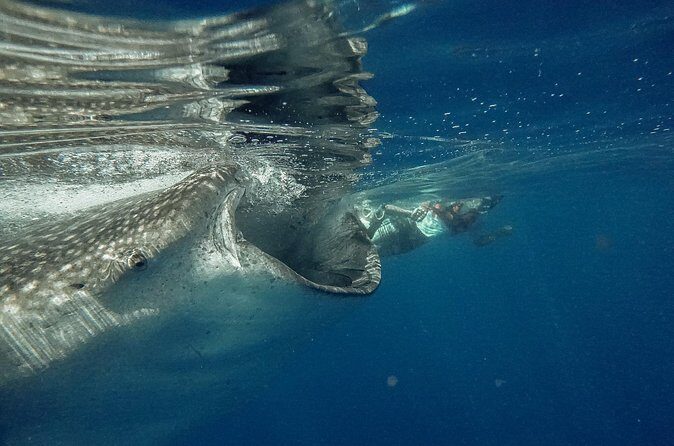 Whale Shark Snorkeling Adventure with Lunch - Pricing and Value Analysis