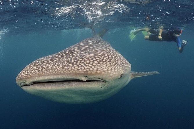 Whale-Shark Snorkeling Excursion to La Paz - What Makes This Tour Stand Out?