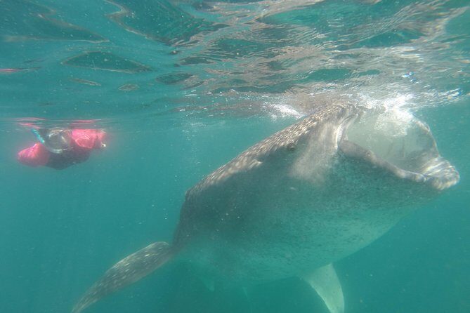 Whale-Shark Snorkeling Excursion to La Paz - Practical Tips for Your Trip