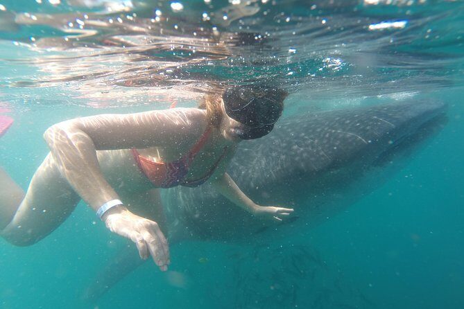 Whale-Shark Snorkeling Excursion to La Paz - Who Is This Tour Best For?