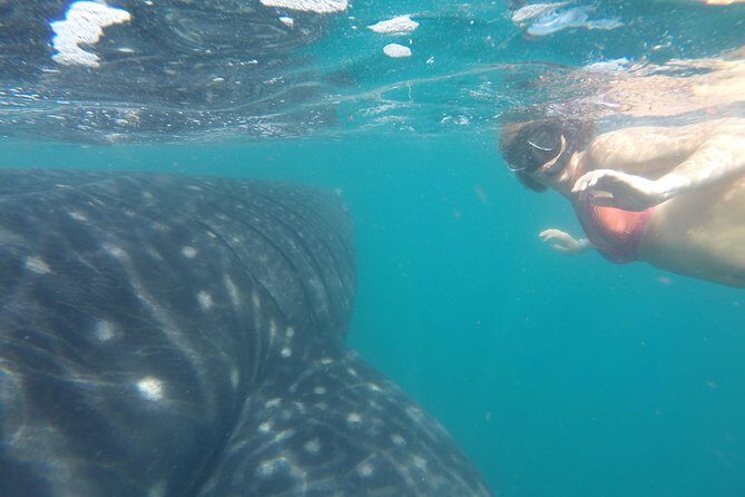 Whale-Shark Snorkeling Excursion to La Paz - Final Thoughts: Is It Worth It?
