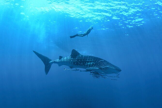 Whale Shark Snorkeling Experience from Cancun and Riviera Maya - Discovering the Experience: What You Can Expect