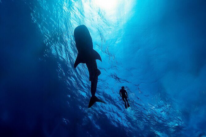 Whale Shark Snorkeling Experience from Cancun and Riviera Maya - The Authentic Touch: Insights from Real Reviewers