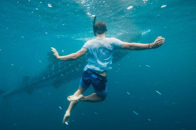 Whale Shark Snorkeling in La Paz - Practical Details: Transportation, Timing, and Group Size