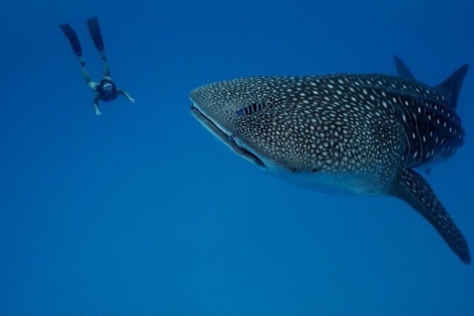 Whale Shark Snorkeling in La Paz - FAQ