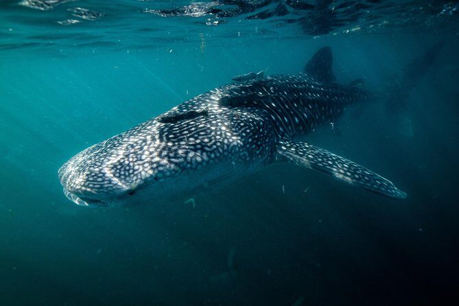 Whale Shark snorkeling tour in a reduced group with local marine biologist - Key Points