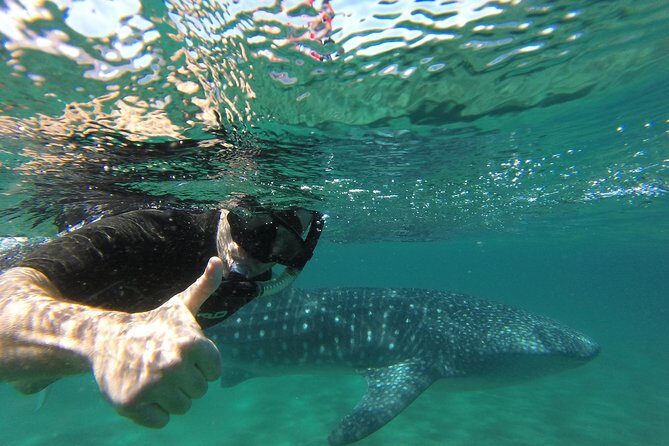 Whale Shark snorkeling tour in a reduced group with local marine biologist - Who Is This Tour Best Suited For?