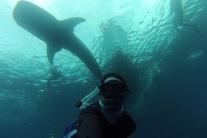 Whale Shark Swim Adventure in La Paz - The Conservation and Regulation Aspect