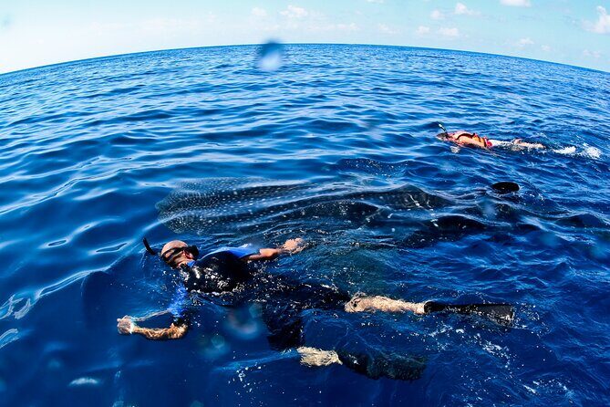 Whale Shark Swim Adventure SMALL GROUP from Cancun - In-Depth Review of the Whale Shark Swim Adventure