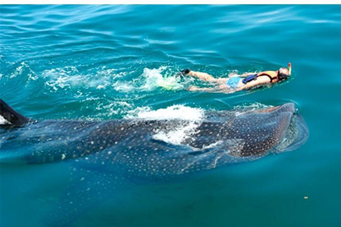 Whale Shark Swim Adventure SMALL GROUP from Cancun - FAQ