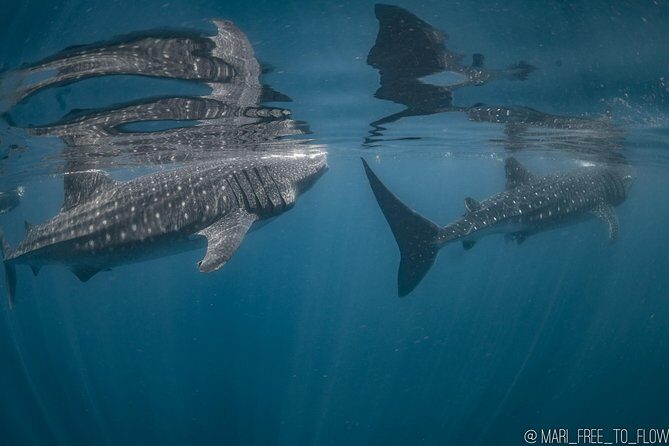 Whale Shark Swimming Adventure from Cancun & Riviera Maya - Seasonal June/Sept - A Detailed Look at the Whale Shark Swimming Tour