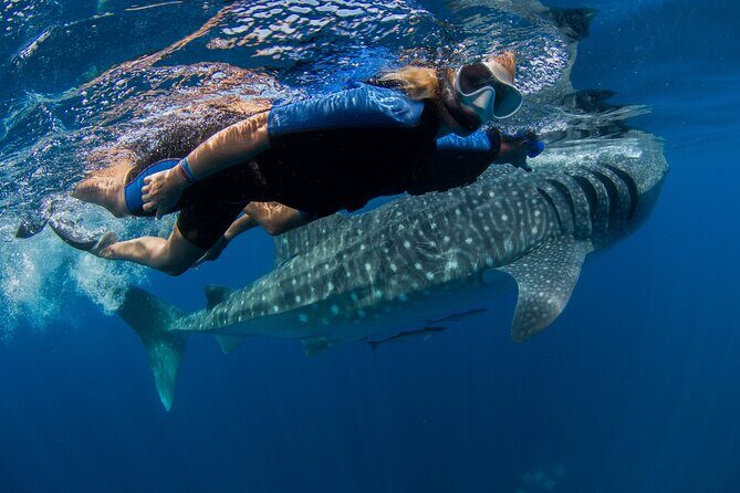 Whale Shark Swimming Adventure from Cancun & Riviera Maya - Seasonal June/Sept - Final Thoughts: Why This Tour Stands Out