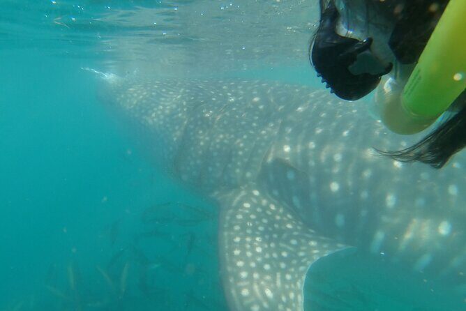 Whale Shark Swimming Adventure: Small Group with Marine Biologist - FAQs
