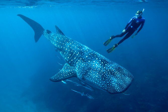 Whale Shark Swimming and Isla Mujeres Beach Tour - The Itinerary: What to Expect
