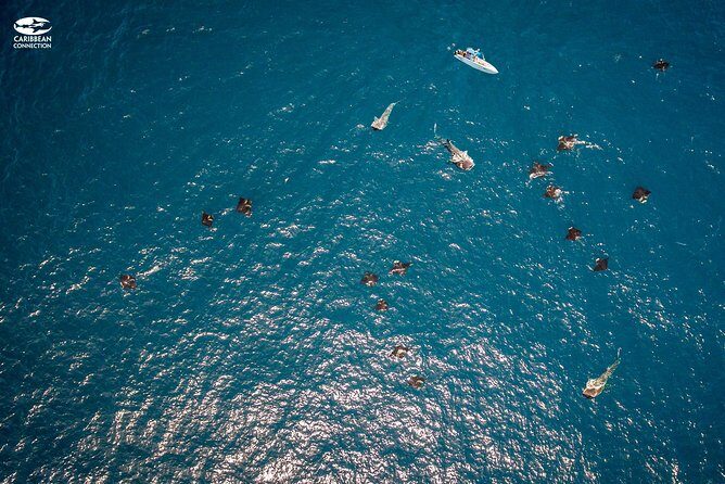 Whale Shark Swimming and Isla Mujeres Beach Tour - Who Would Love This Tour?